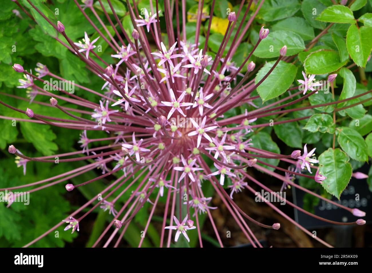 Allium cristophii, the Persian onion or star of Persia in flower Stock ...
