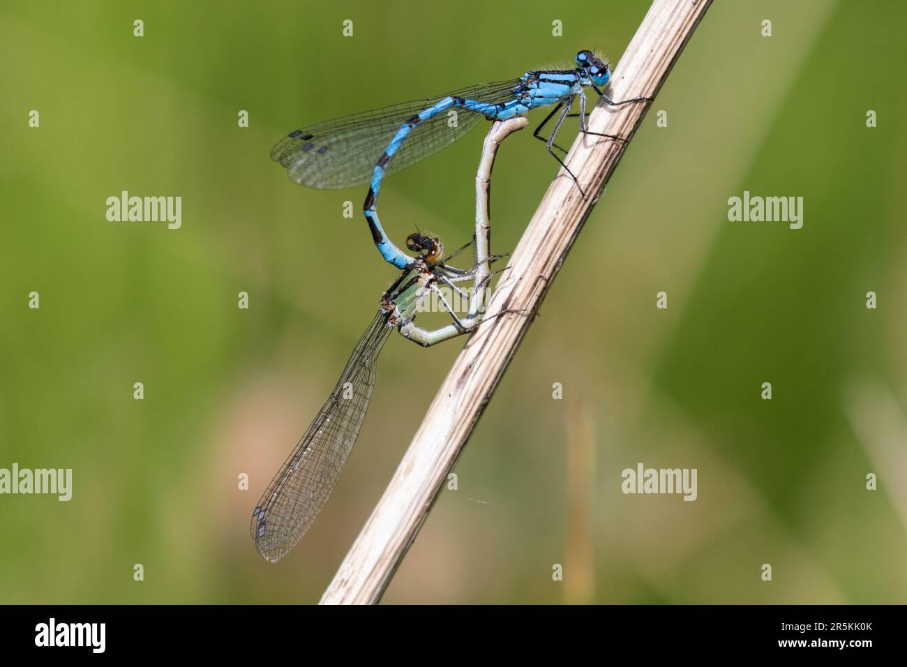 Common-blue Damselflies mating Stock Photo - Alamy
