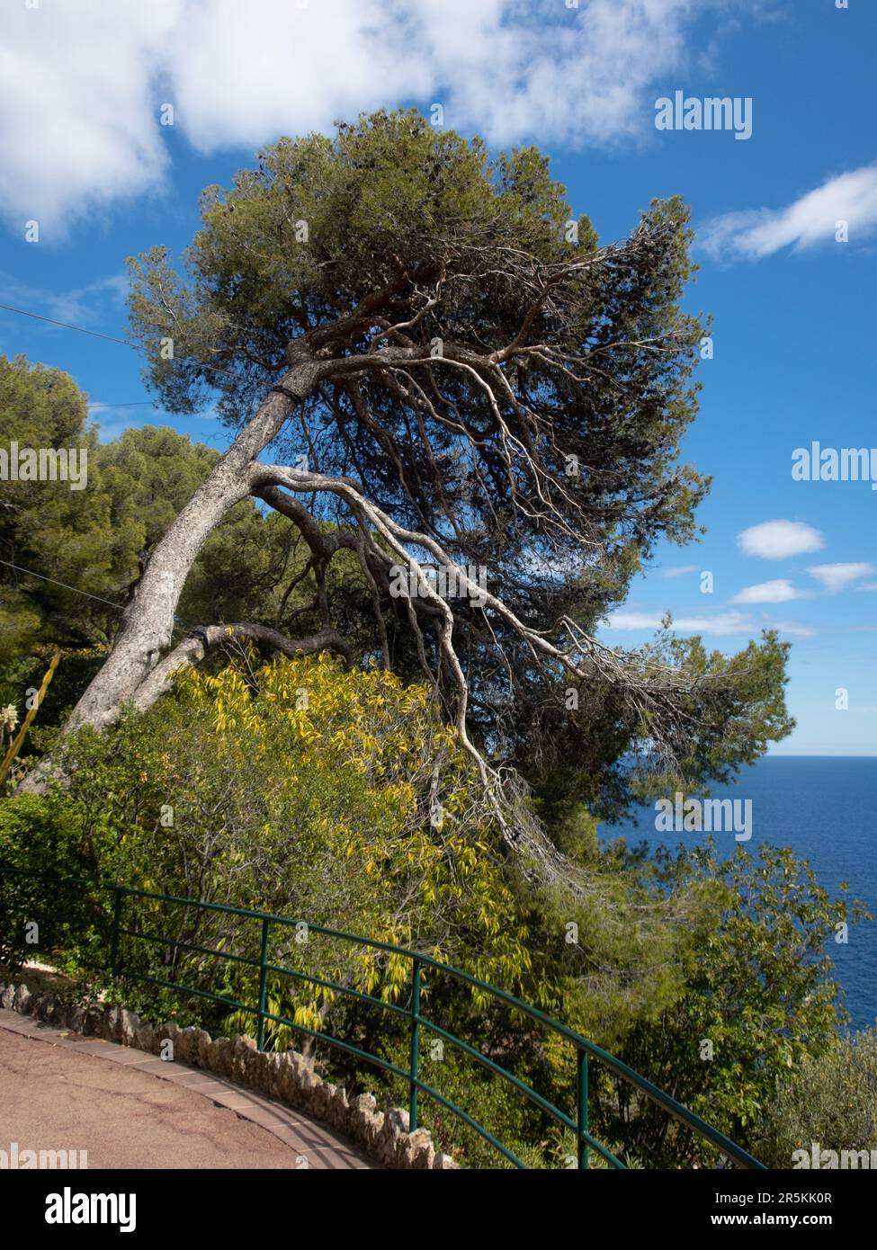 Wind-swept tree in Jardin St. Martin, a series of garden paths on the ...