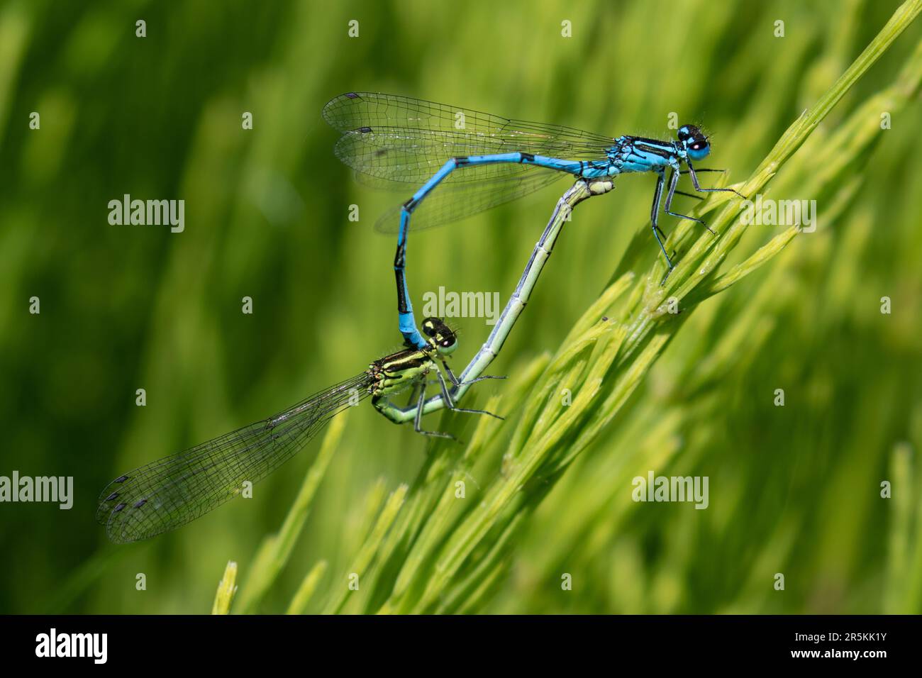 Azure damselfly mating hi-res stock photography and images - Alamy