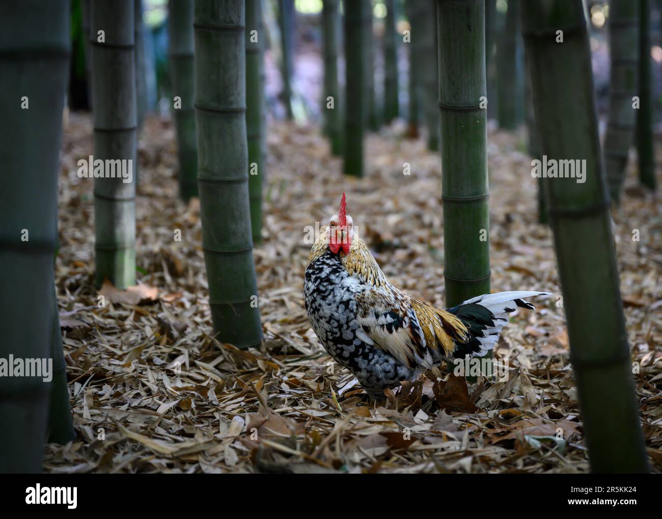 A rooster in a bamboo forest Stock Photo - Alamy