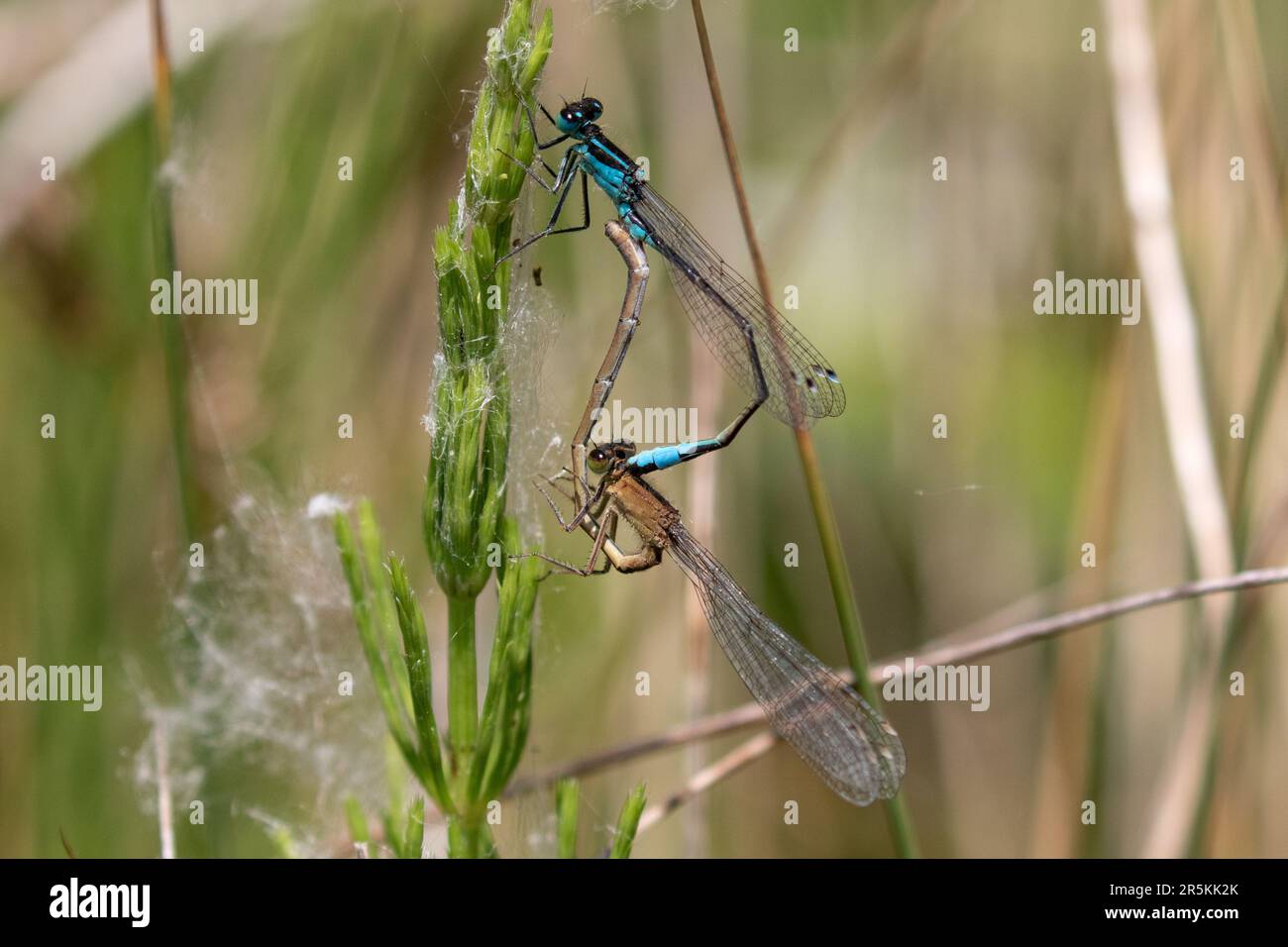 Common-blue Damselflies mating Stock Photo - Alamy