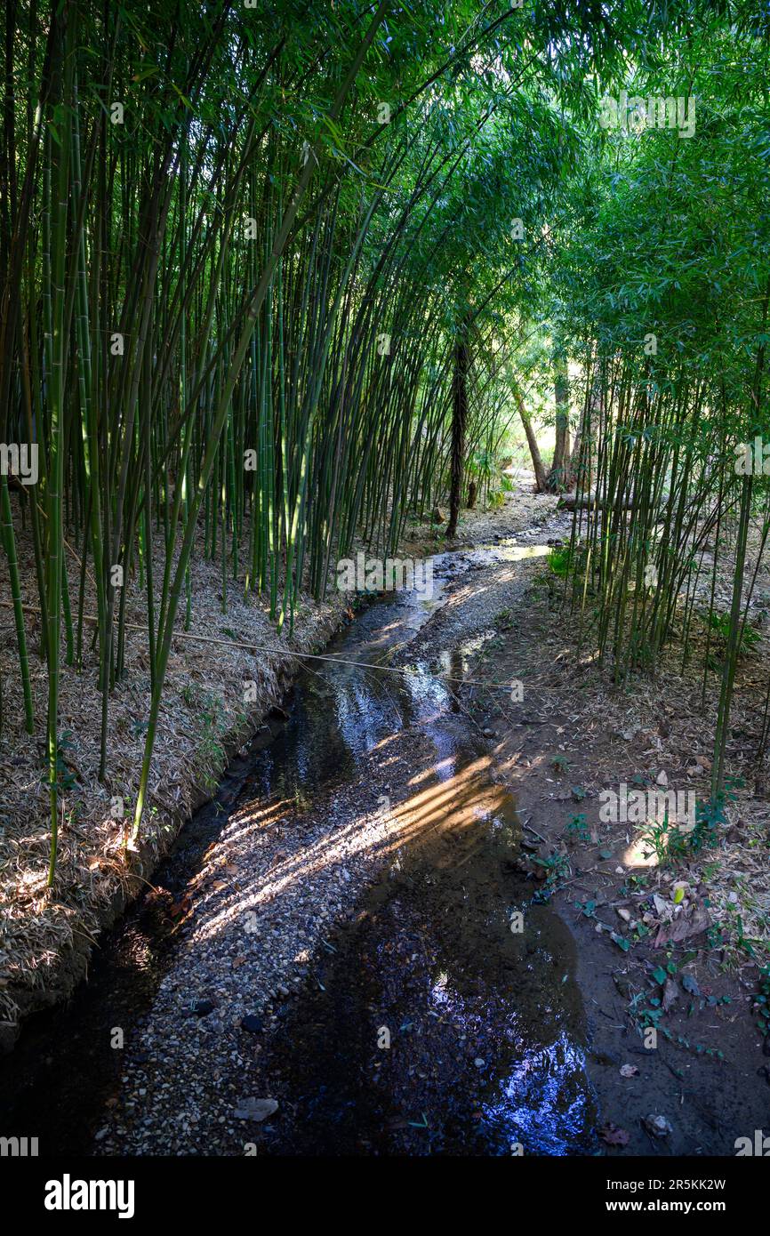 A stream in a bamboo forest Stock Photo - Alamy