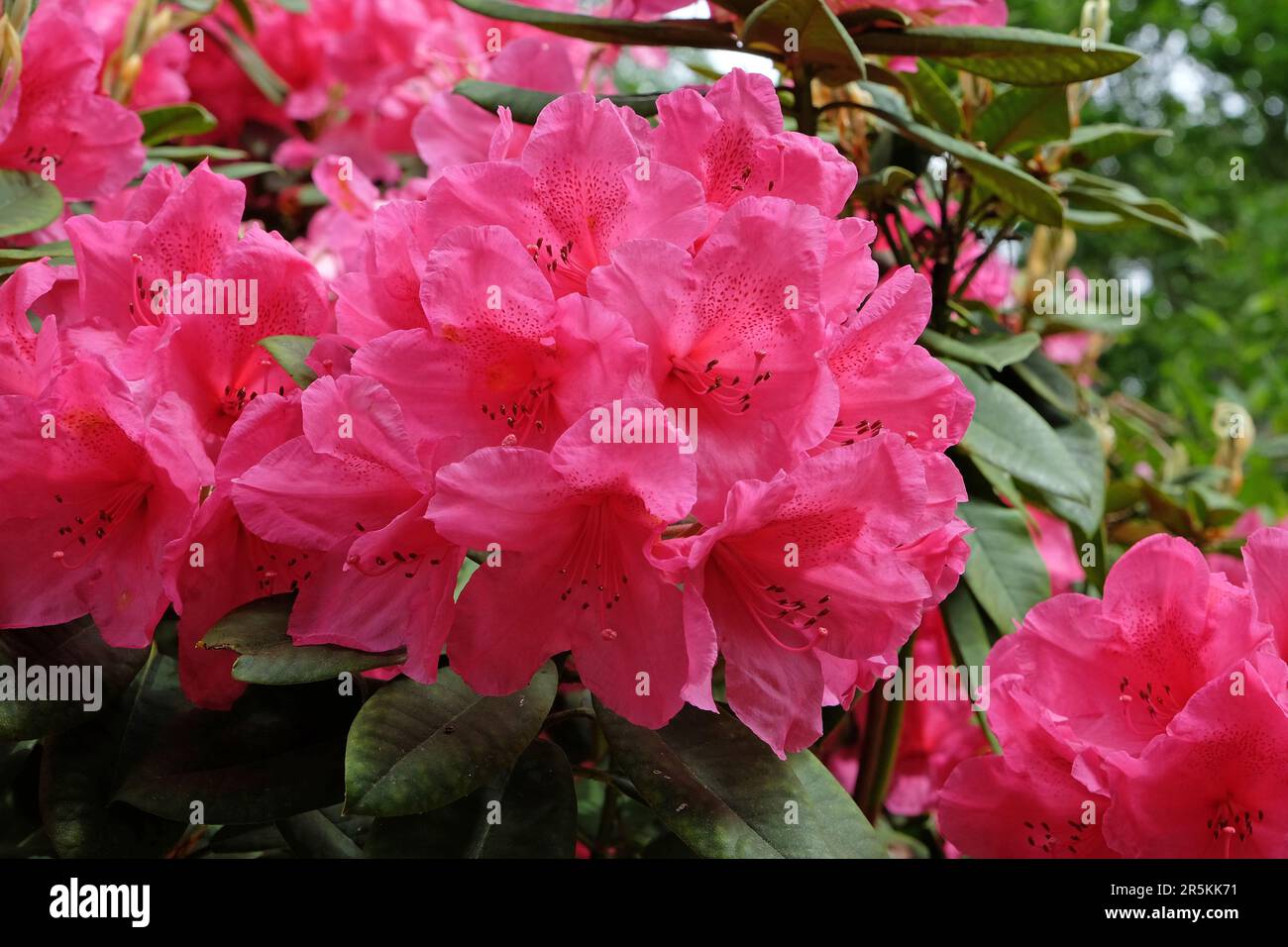 Anna rose hi-res stock photography and images - Alamy