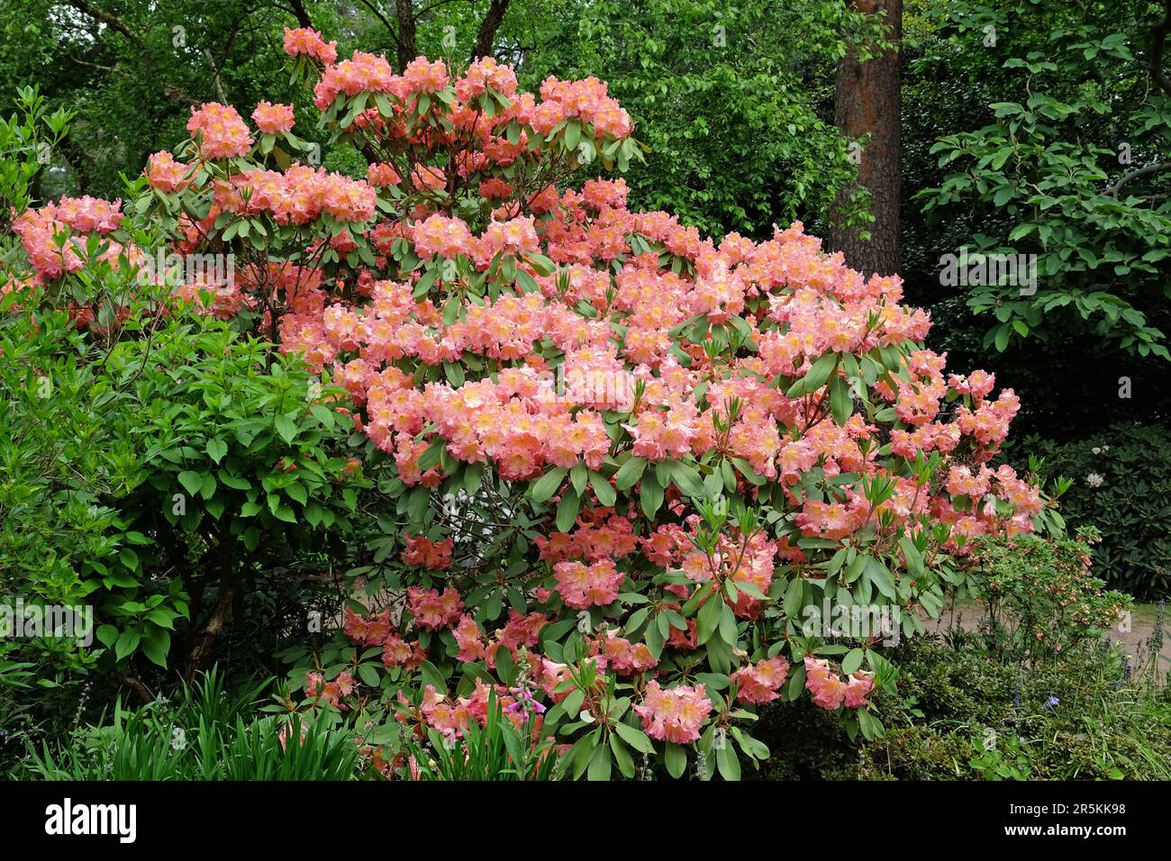 Rhododendron 'Bach Choir' in flower Stock Photo - Alamy