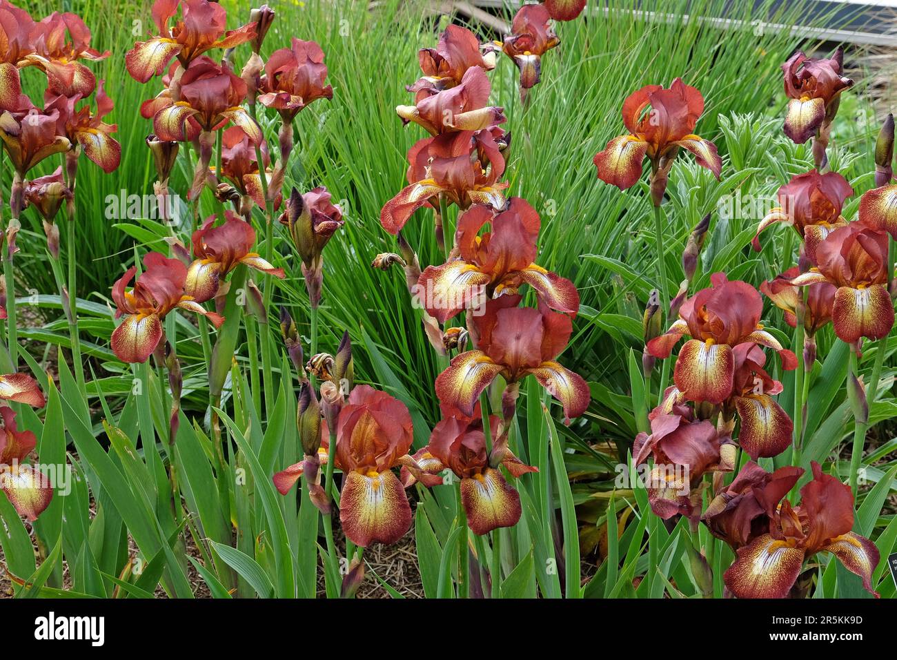 Bearded Iris Kent Pride' in flower Stock Photo - Alamy