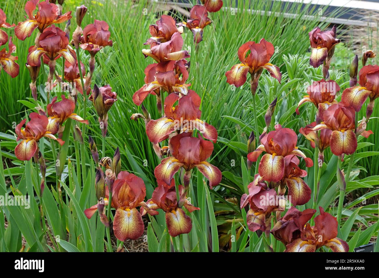Bearded Iris Kent Pride' in flower Stock Photo - Alamy