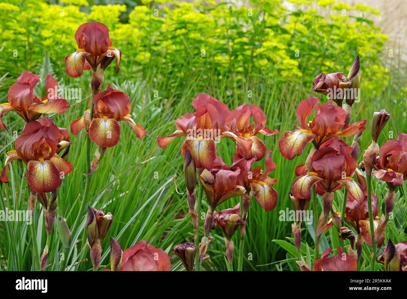 Bearded Iris Kent Pride' in flower Stock Photo - Alamy