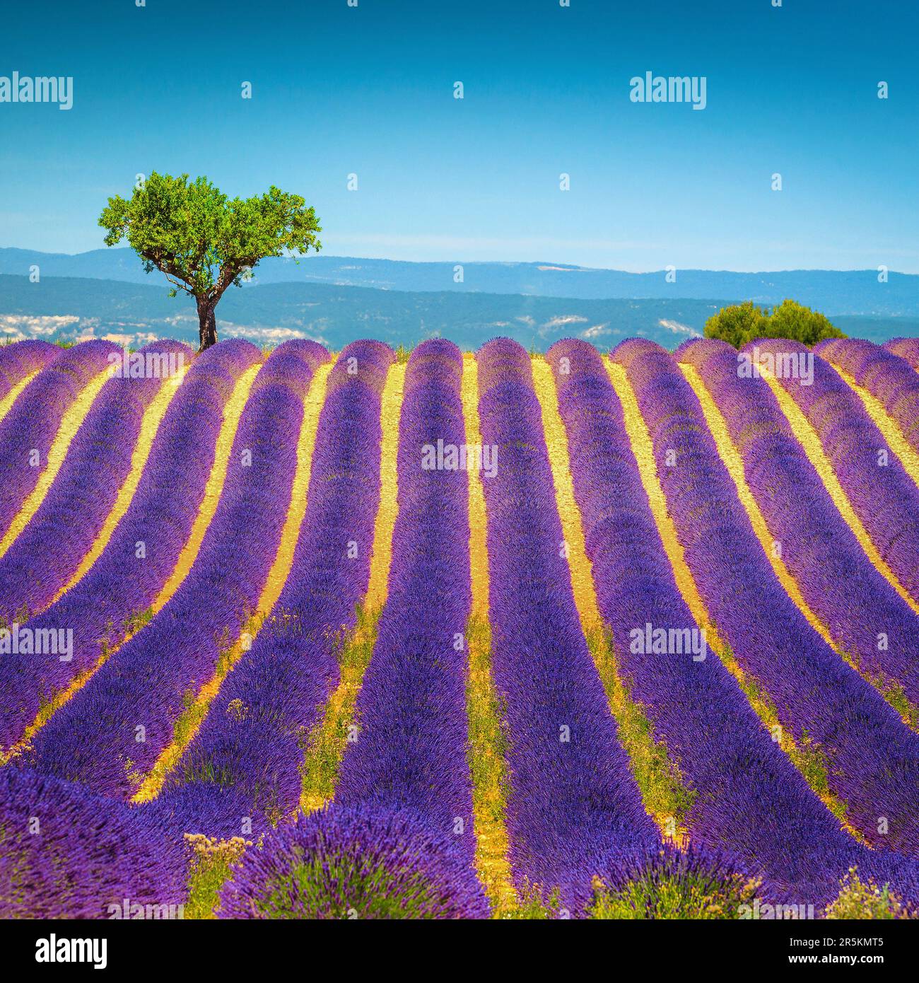Majestic summer nature scenery with purple lavender rows. Lonely tree ...