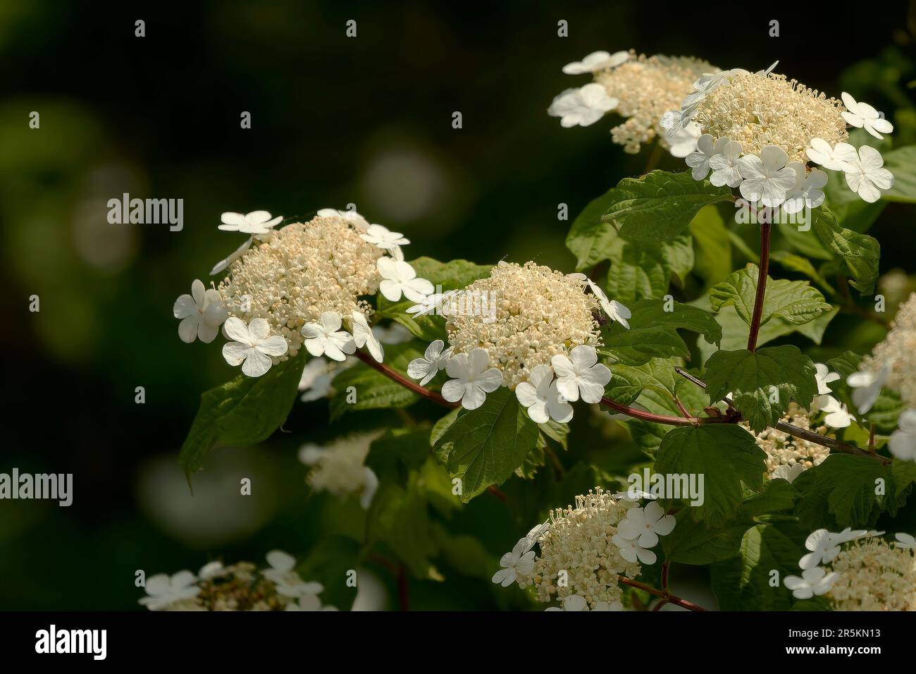 Hydrangea quercifolia, commonly known as oakleaf hydrangea or oak ...