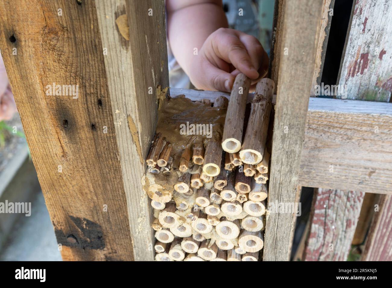 Insect hotel homemade diy nature hi-res stock photography and images ...