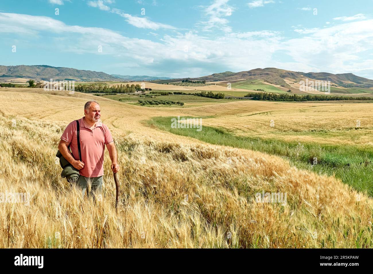 Middle-aged bearded man walking in golden wheat field in hot summer sun ...