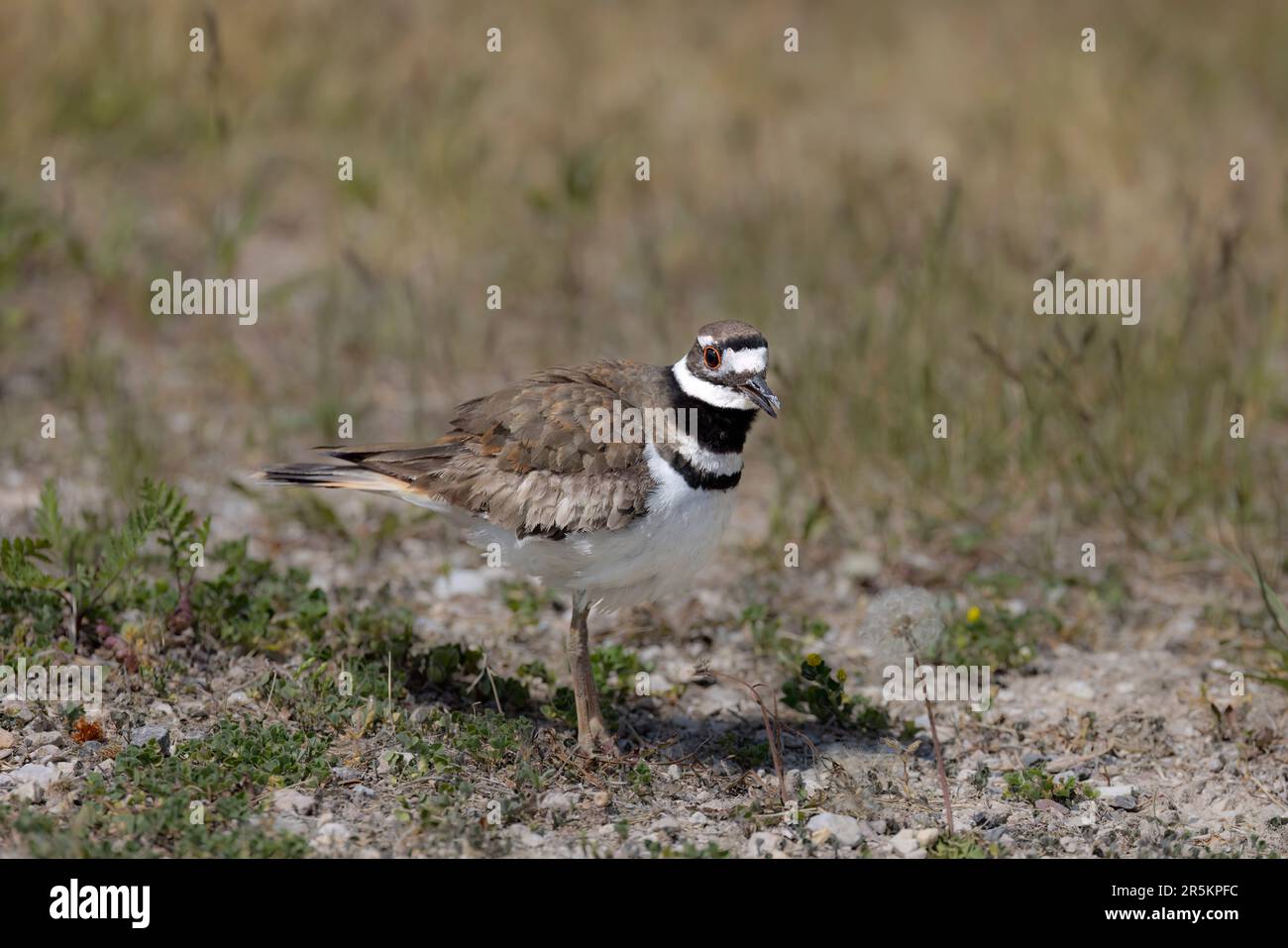 The killdeer (Charadrius vociferus), in very hot weather, the female ...