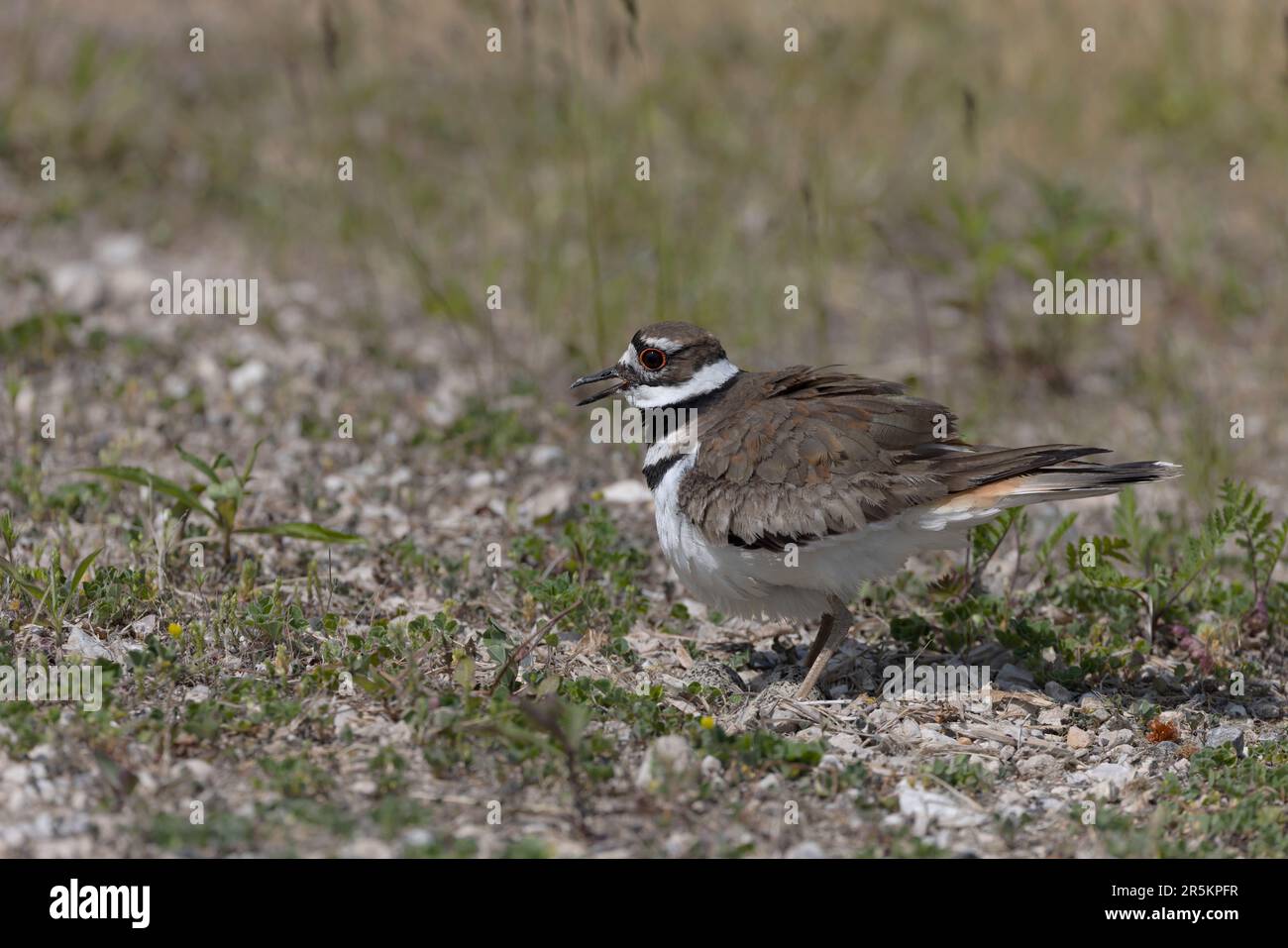 The killdeer (Charadrius vociferus), in very hot weather, the female ...