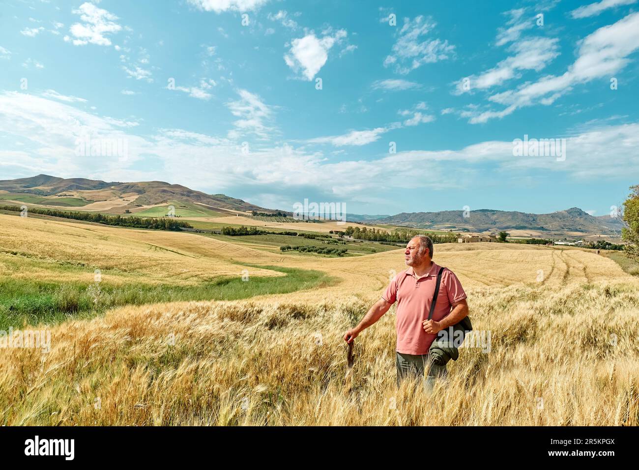 Middle-aged bearded man walking in golden wheat field in hot summer sun ...