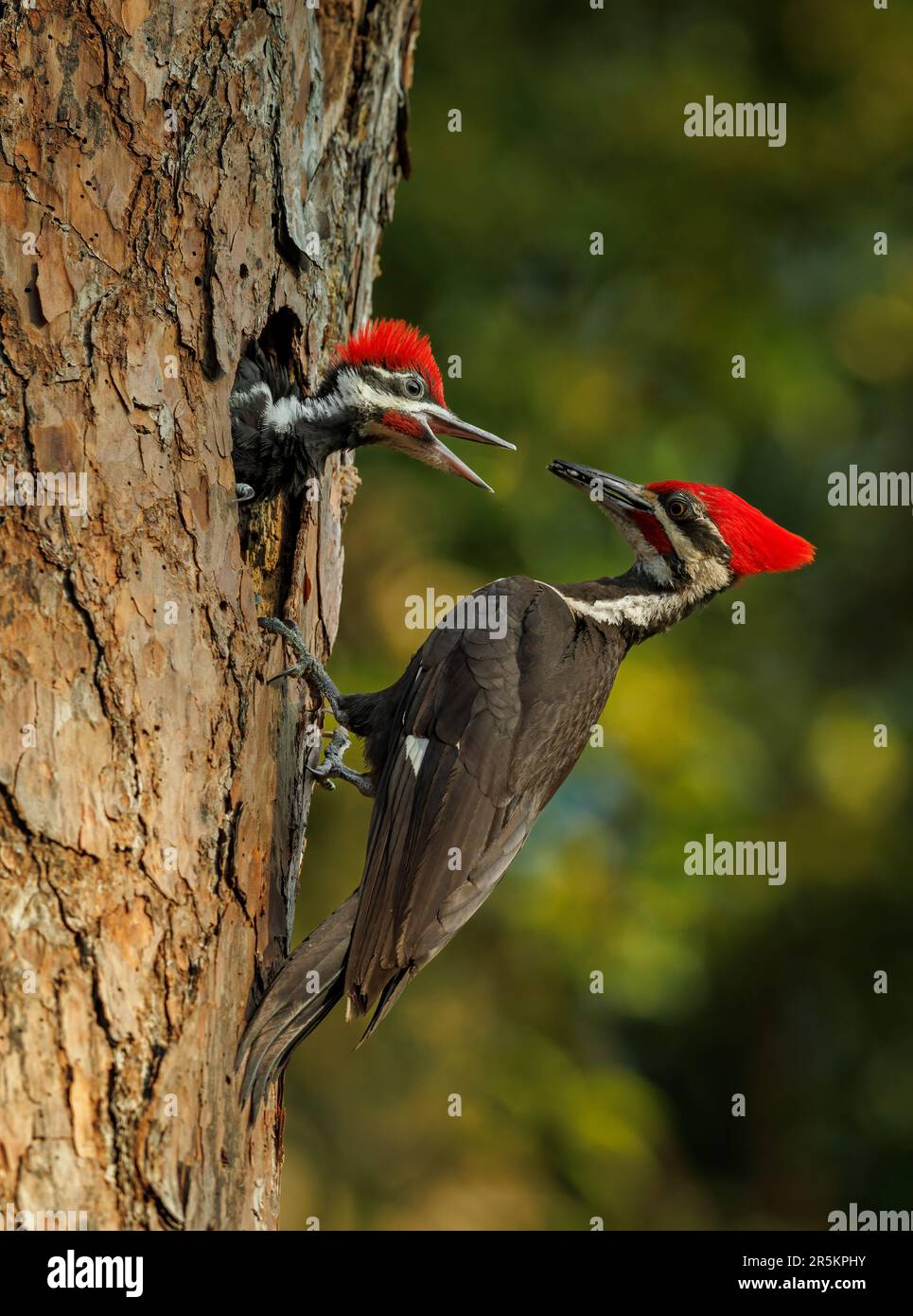 A pileated woodpecker nest Stock Photo - Alamy
