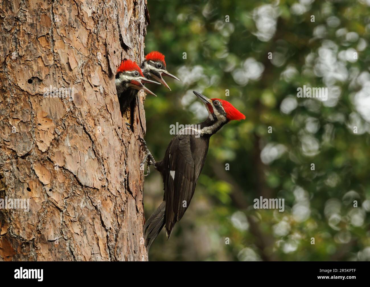 A pileated woodpecker nest Stock Photo - Alamy