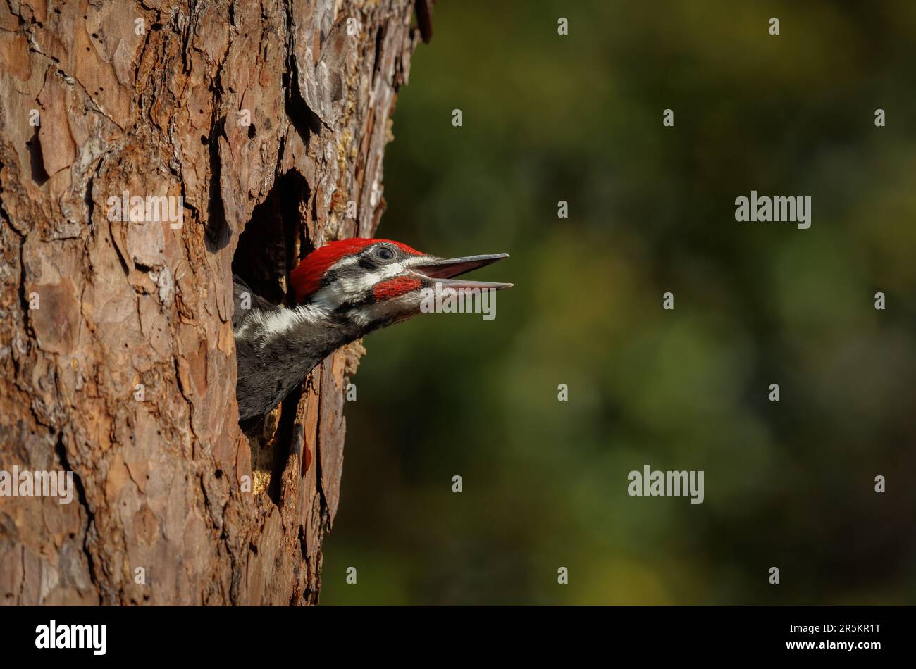 A pileated woodpecker nest Stock Photo - Alamy