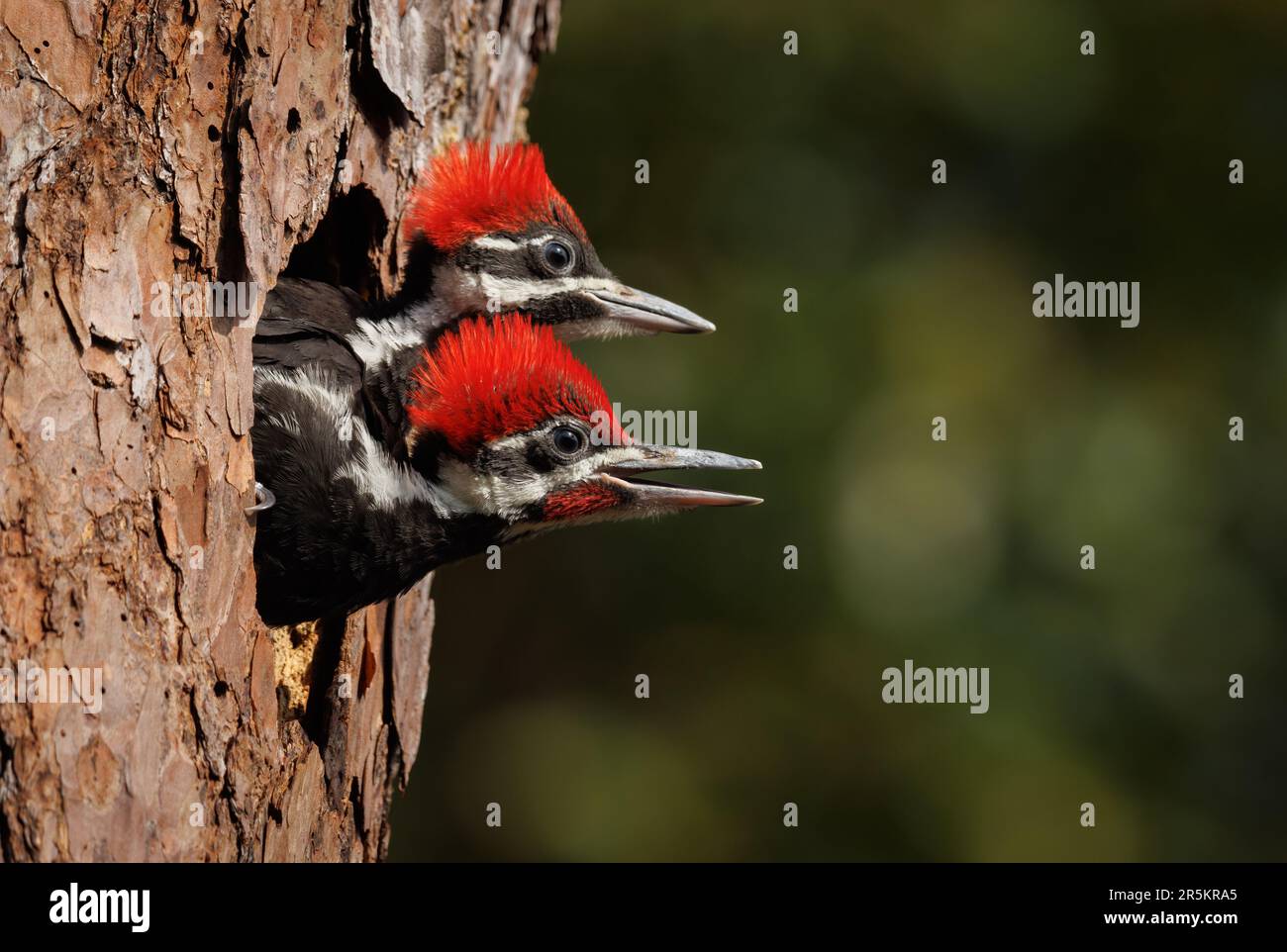 A pileated woodpecker nest Stock Photo - Alamy