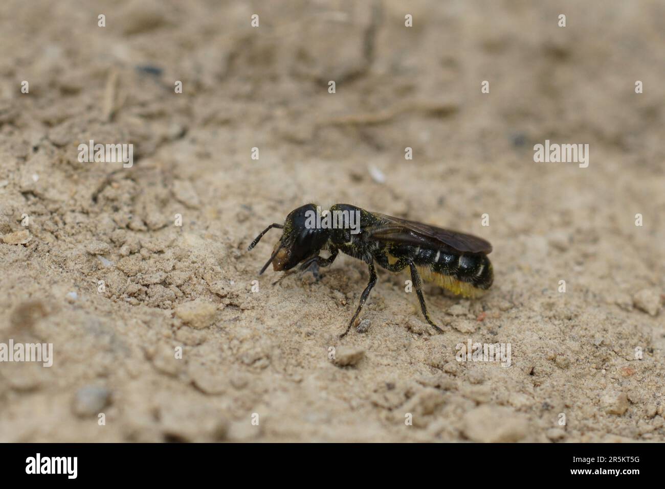 Natural closeup on a female Sleepy Carpenter Bee, Chelostoma florisomne ...