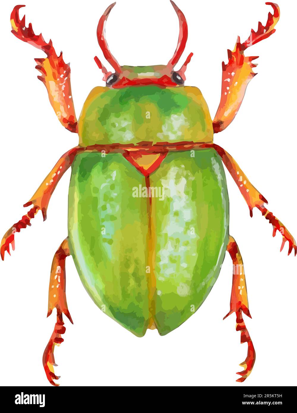Green shining beetle. Insect. Entomology. The study of insects. Cut out ...