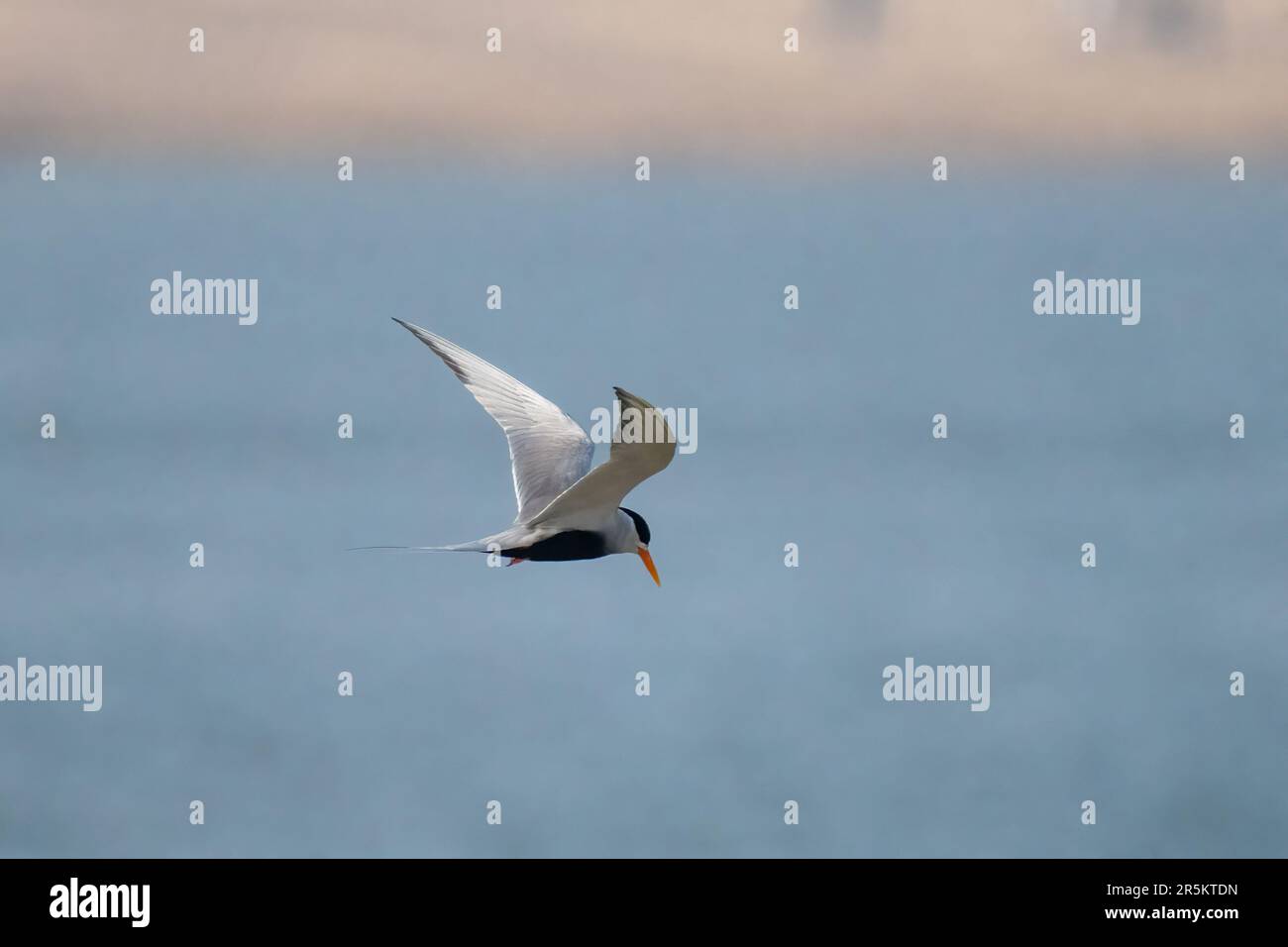 Black-bellied Tern Sterna acuticauda National Chambal Sanctuay, Boat ...