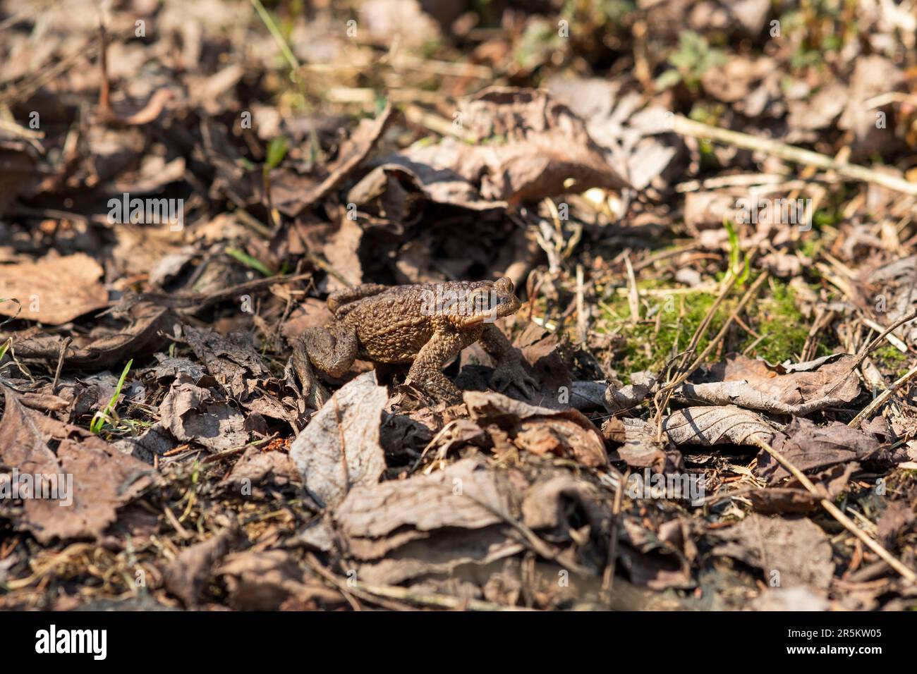 common toad after hibernation among dry foliage Stock Photo - Alamy