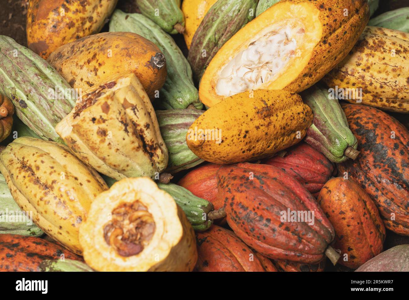 Cacao plant pods on plantation macro close up view Stock Photo - Alamy