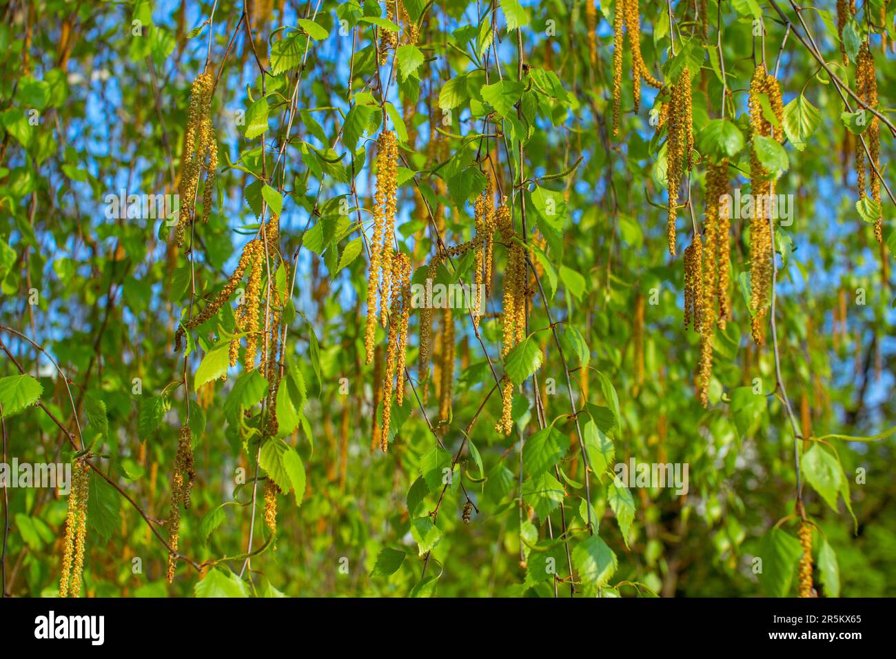 Birch tree branches with green trees and catkins. Spring nature ...