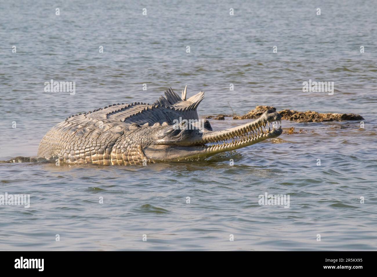 Gharial Gavialis gangeticus Chambal River, Uttar Pradesh, India 12 ...