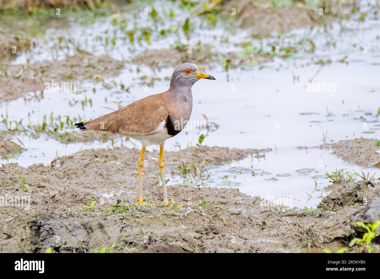 67 species hi-res stock photography and images - Alamy