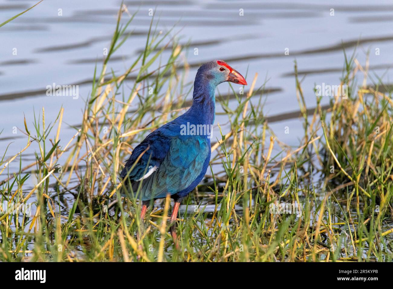 Gray-headed Swamphen Porphyrio poliocephalus Man Sagar Lake, Jaipur ...