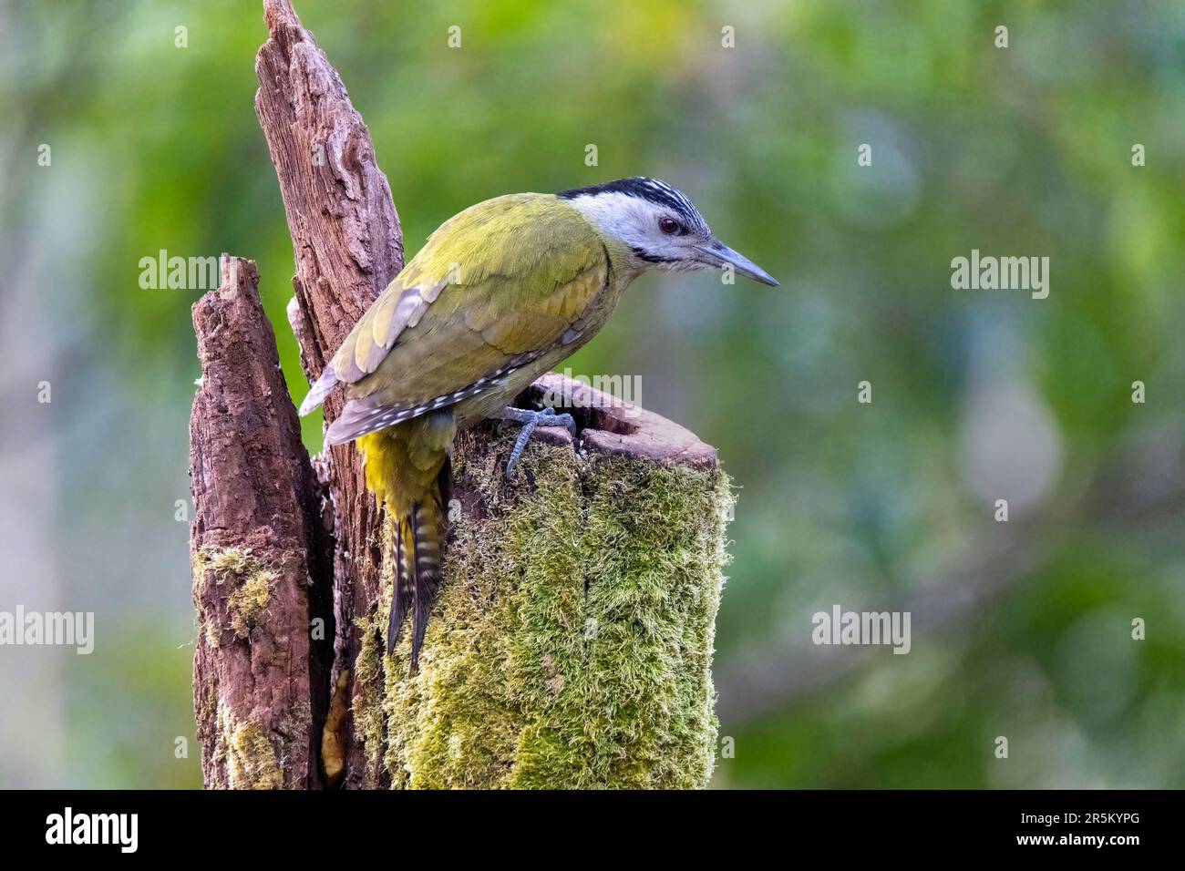 Gray-headed Woodpecker Picus canus Prabhu's Bird Photography Hide ...
