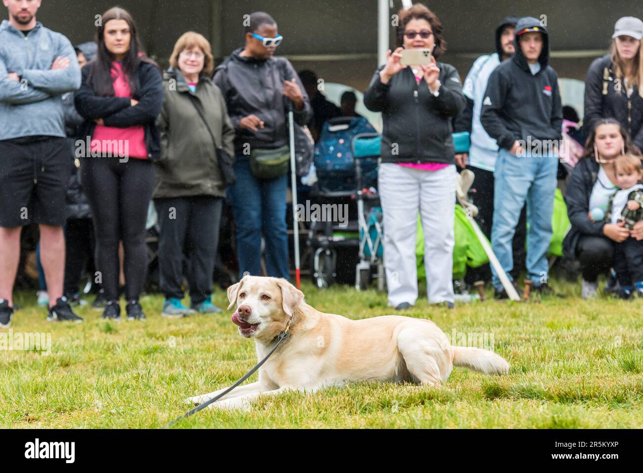 Carroll Center for the Blind Walk for Independence 2023 Stock Photo - Alamy