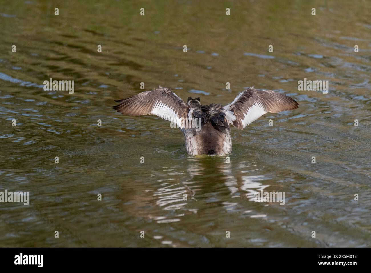Great Crested Grebe Podiceps cristatus Keoladeo National Park, Marsh ...