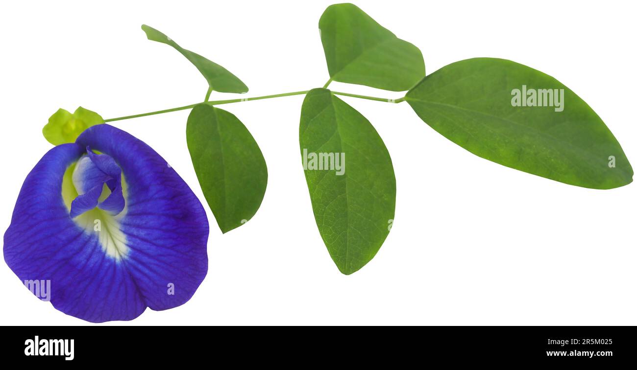 Clitoria Ternatea Medicinal Uses