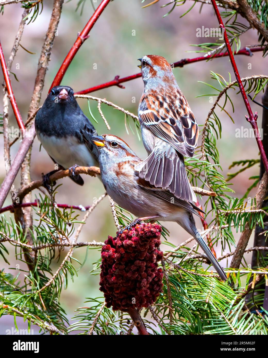 Two American Tree Sparrows and a Junco bird perched on a coniferous ...