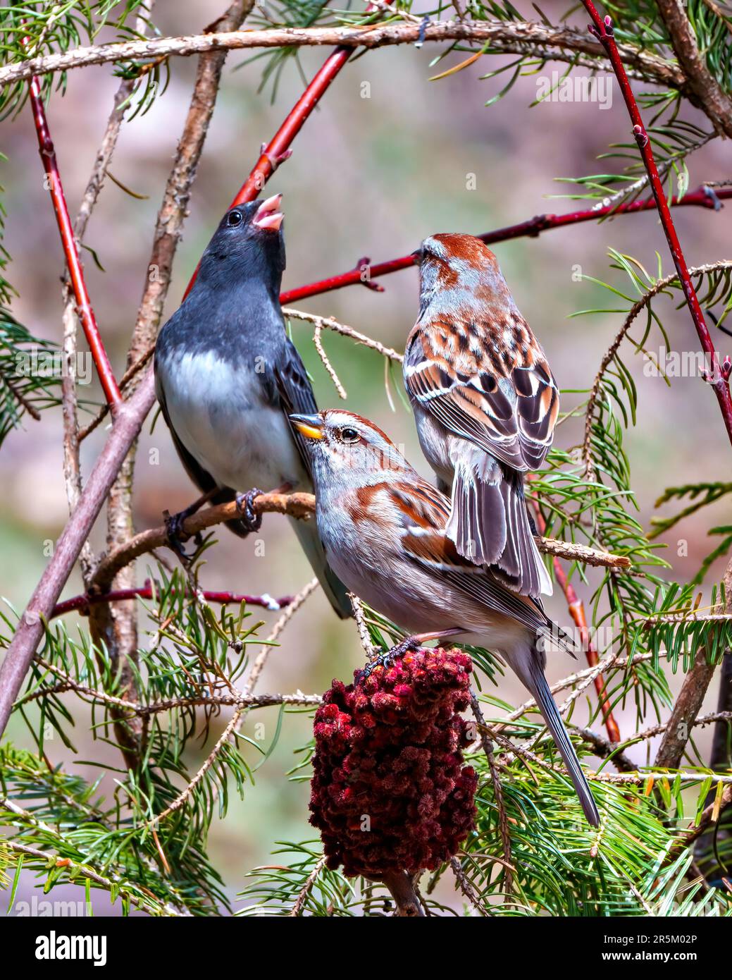 Two American Tree Sparrows and a Junco bird perched on a coniferous ...