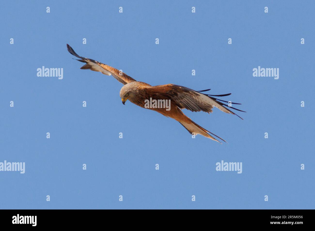 British red kite in flight hi-res stock photography and images - Alamy