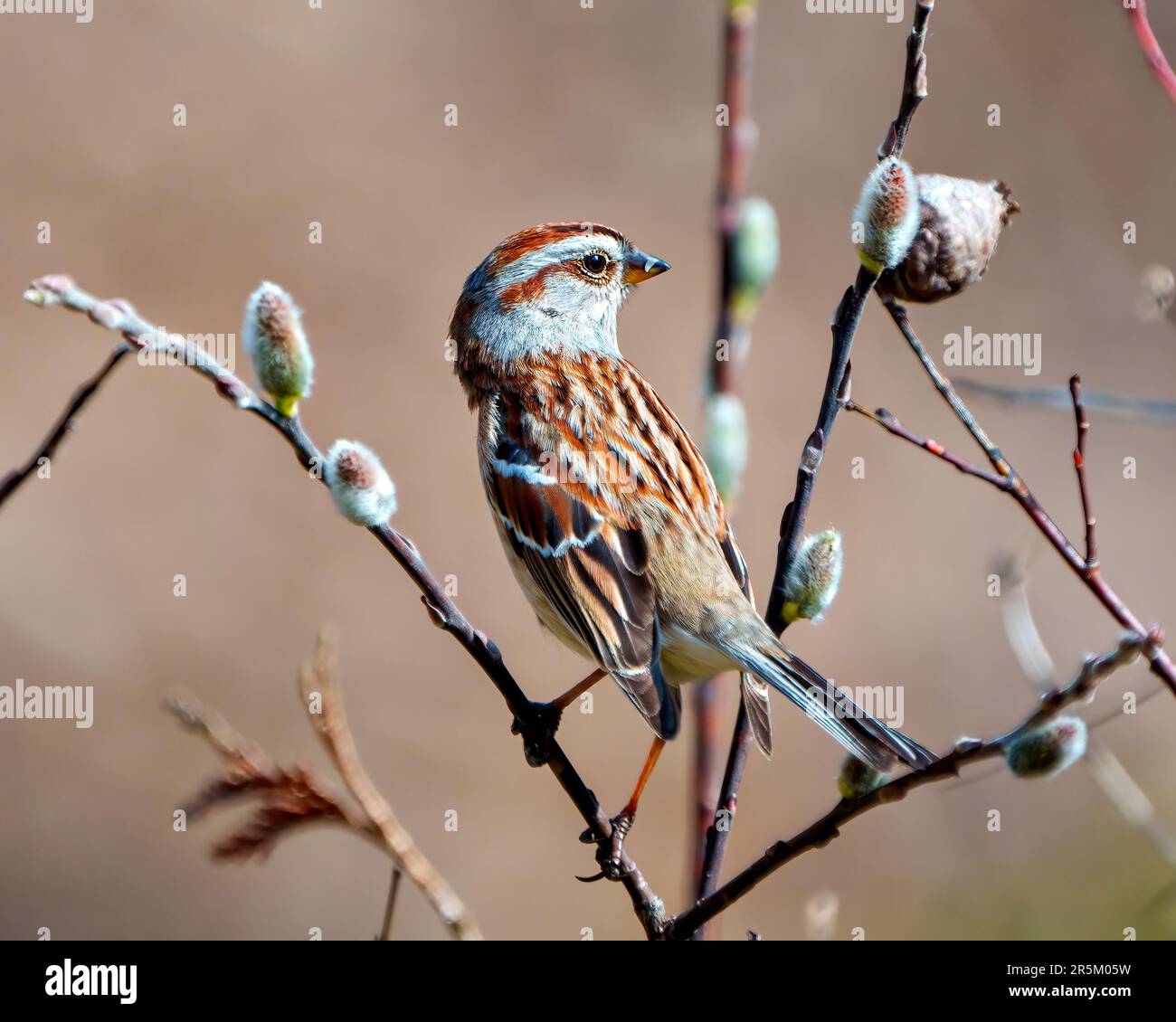American Tree Sparrow close-up rear view perched on leaf bud branch ...