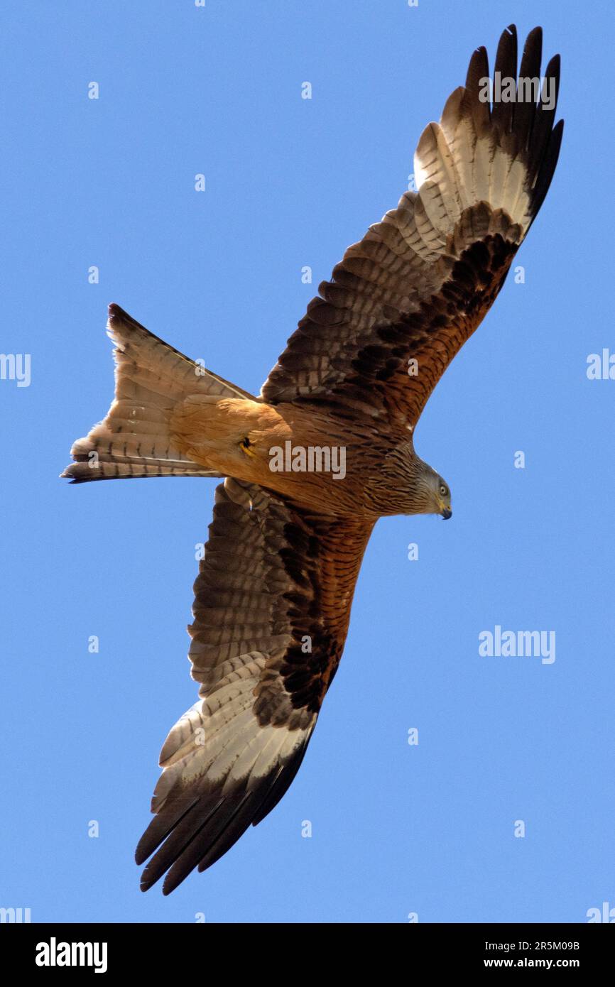British red kite in flight hi-res stock photography and images - Alamy