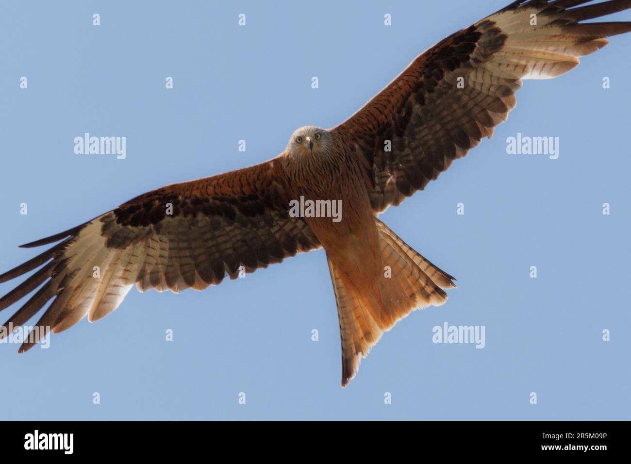 A Red Kite flying over fields in Cambridgeshire, England Stock Photo ...