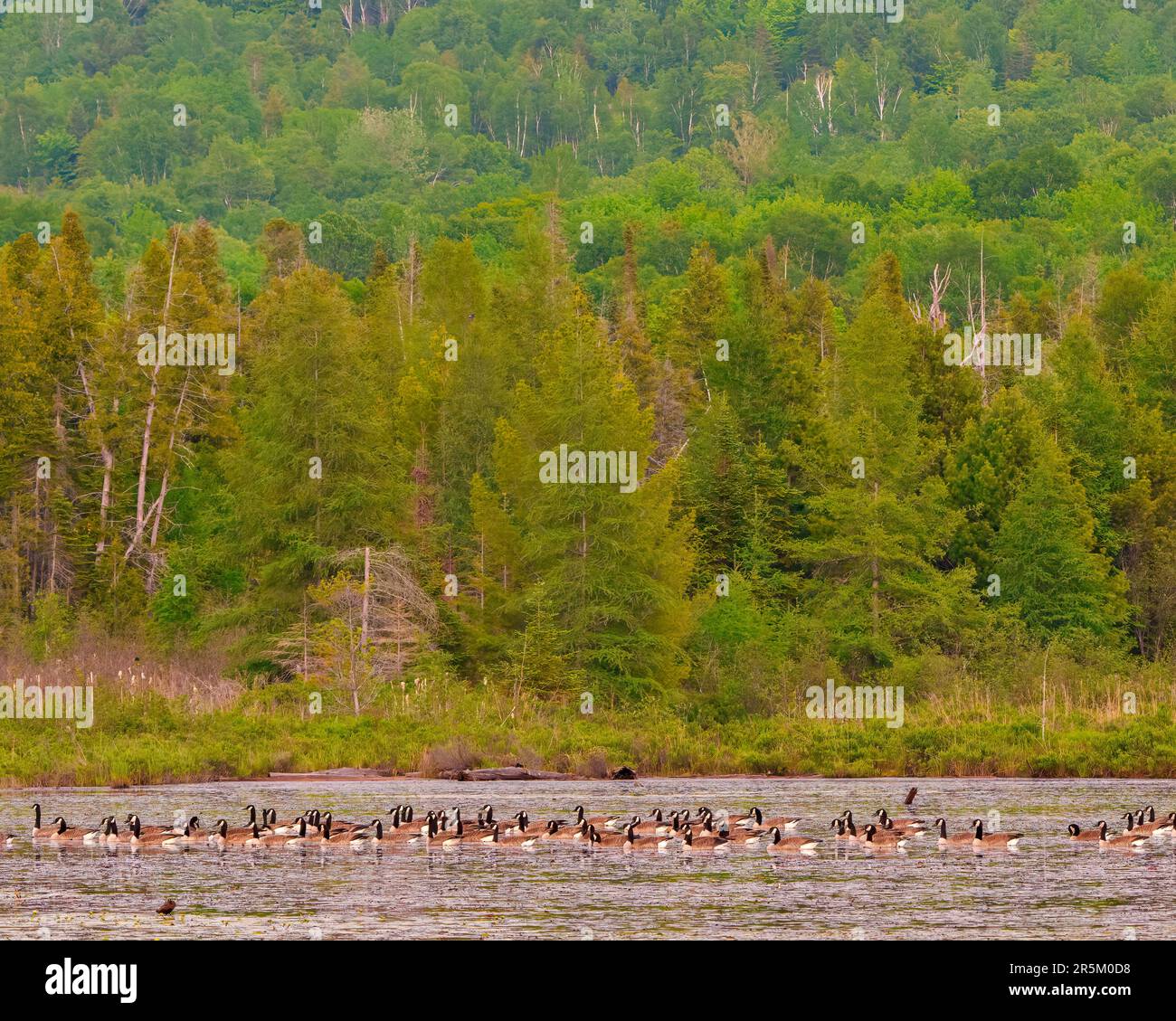 Canada Geese group resting on water with a background forest landscape ...
