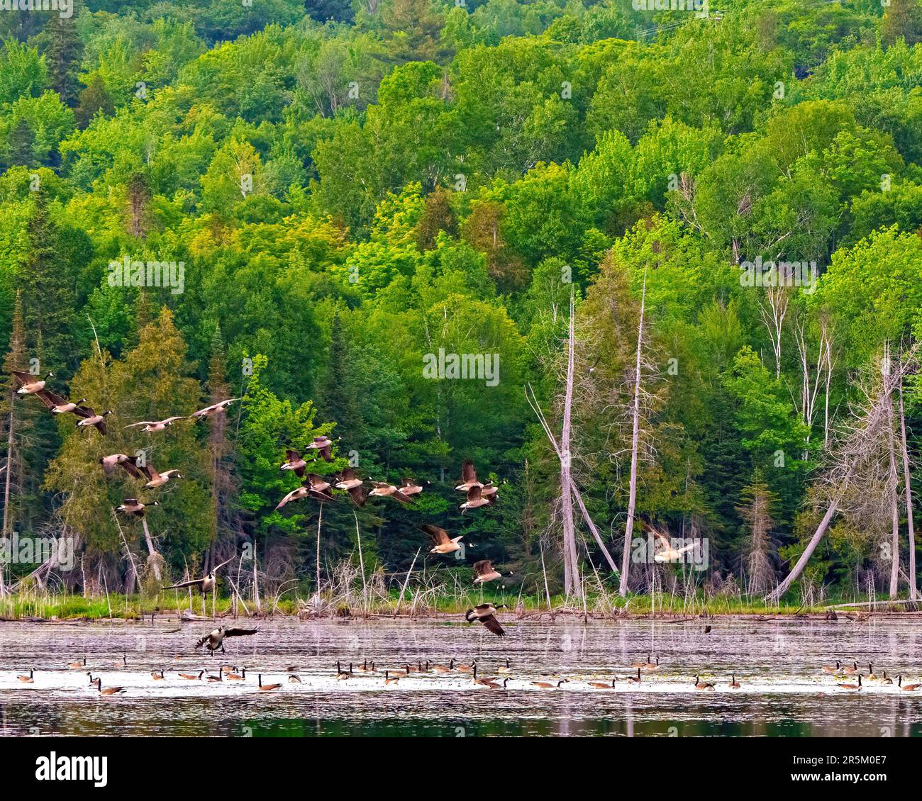 Group of Canada Geese landing in water with coniferous tree background ...