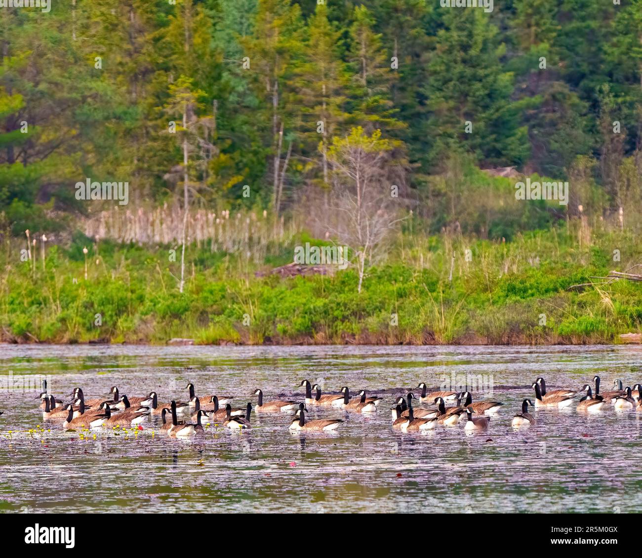 Canada Geese group resting on water with a forest landscape scenery ...