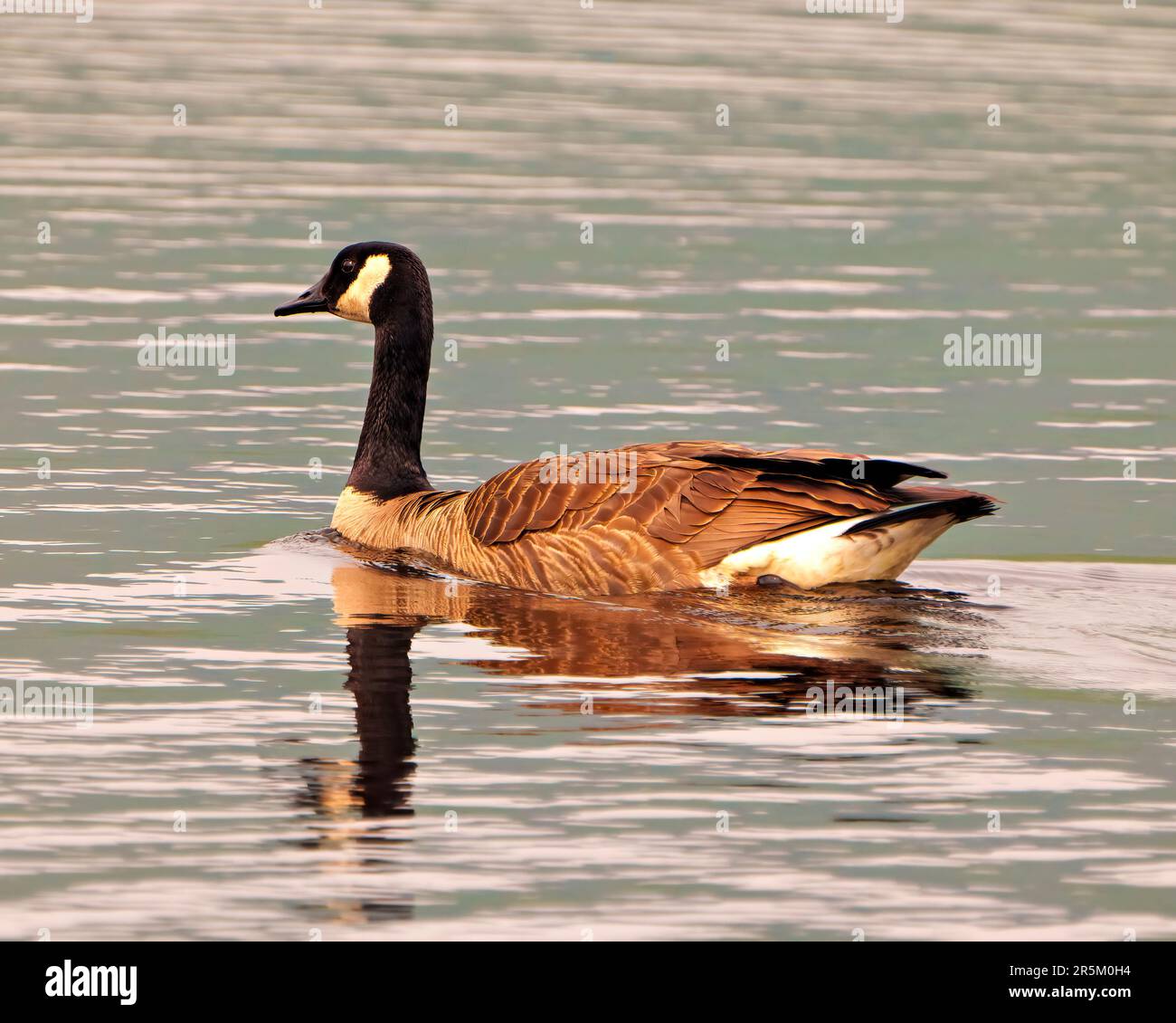 Canada Geese close-up side view swimming on the lake with a reflection ...
