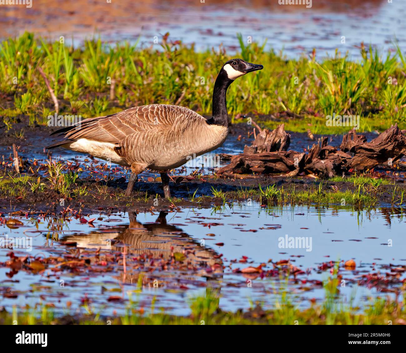 Canada Geese close-up side view foraging for food in the water with a ...