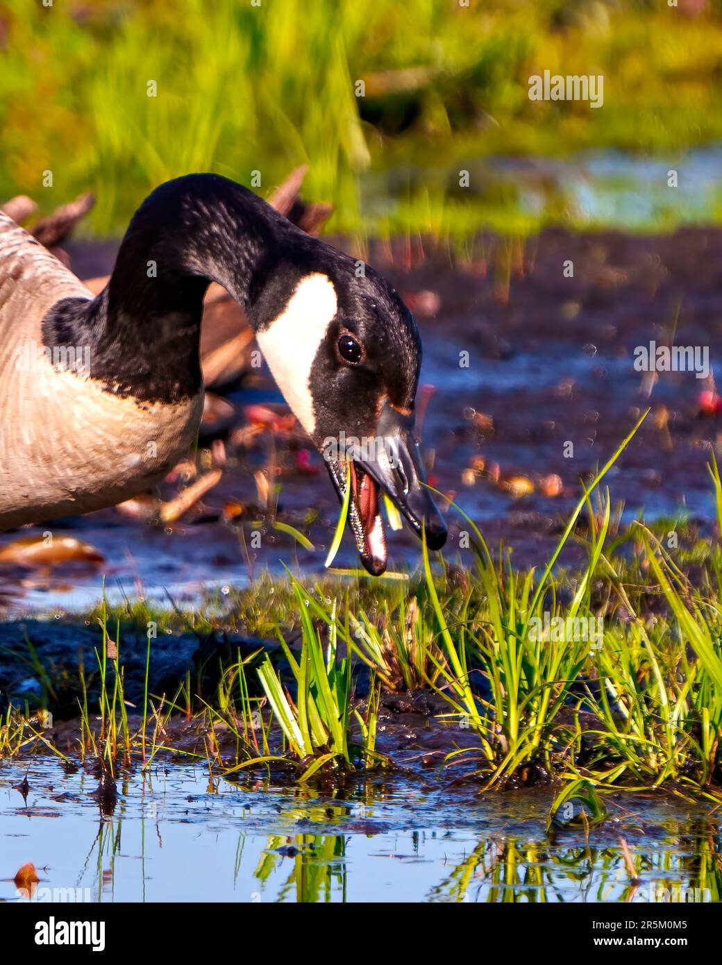 Canada Geese head close-up side view foraging for food in the water ...