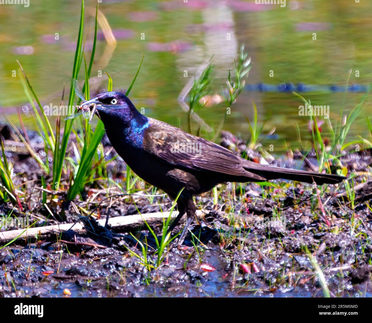 Common Grackle close up side view in a pond and scavenging food in its ...