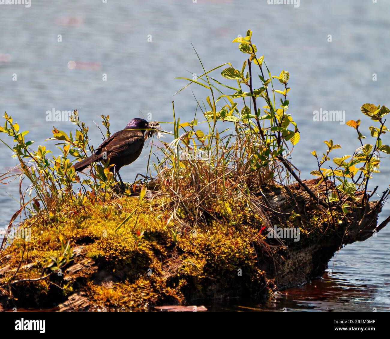 Common Grackle close up side view in a pond and scavenging food in its ...